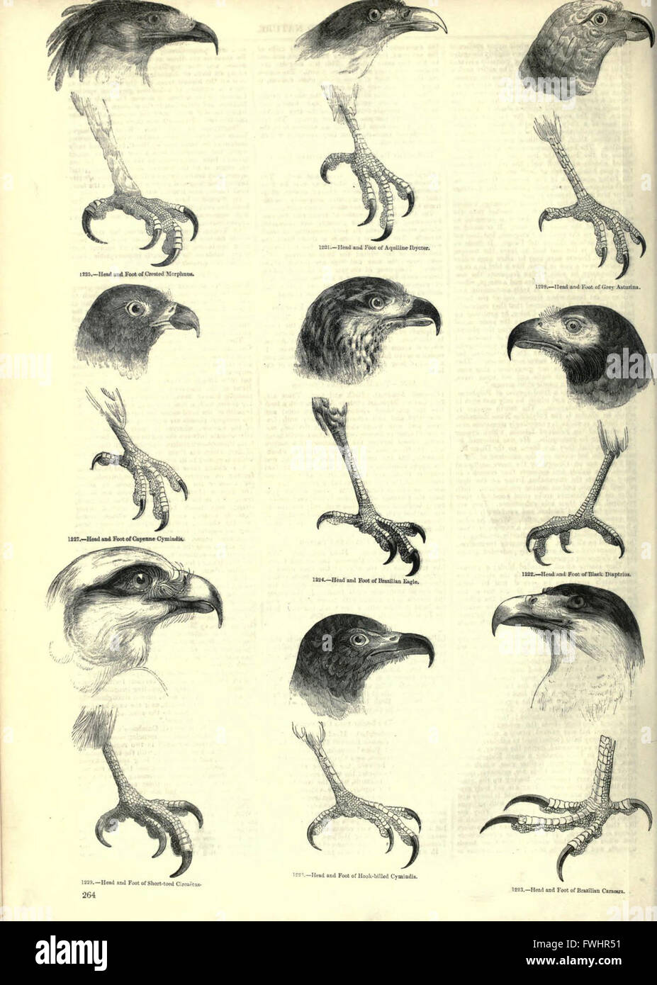 An illustrated reference book featuring images and descriptions of ...