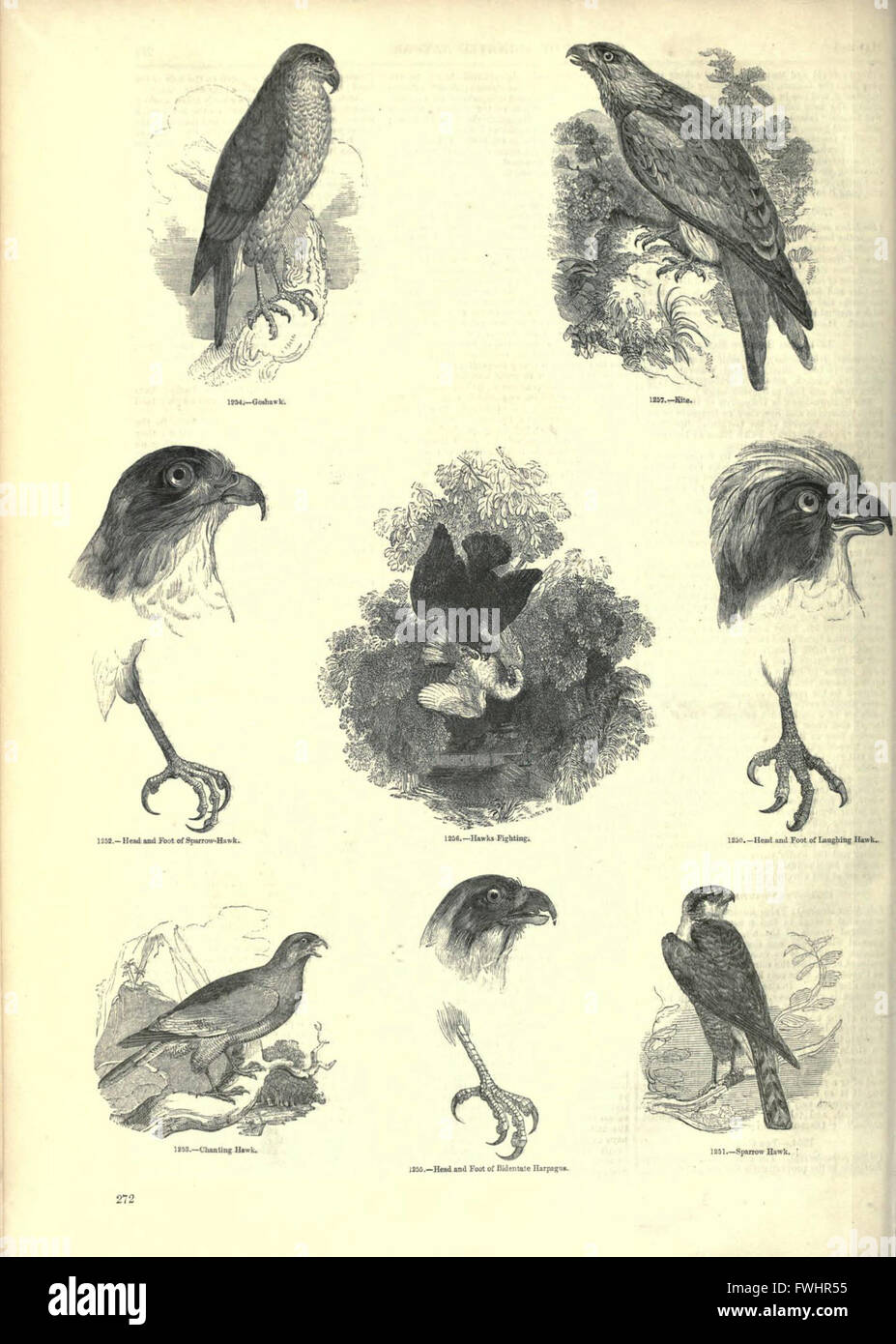 An illustrated collection of nature's diverse animals and ecosystems ...