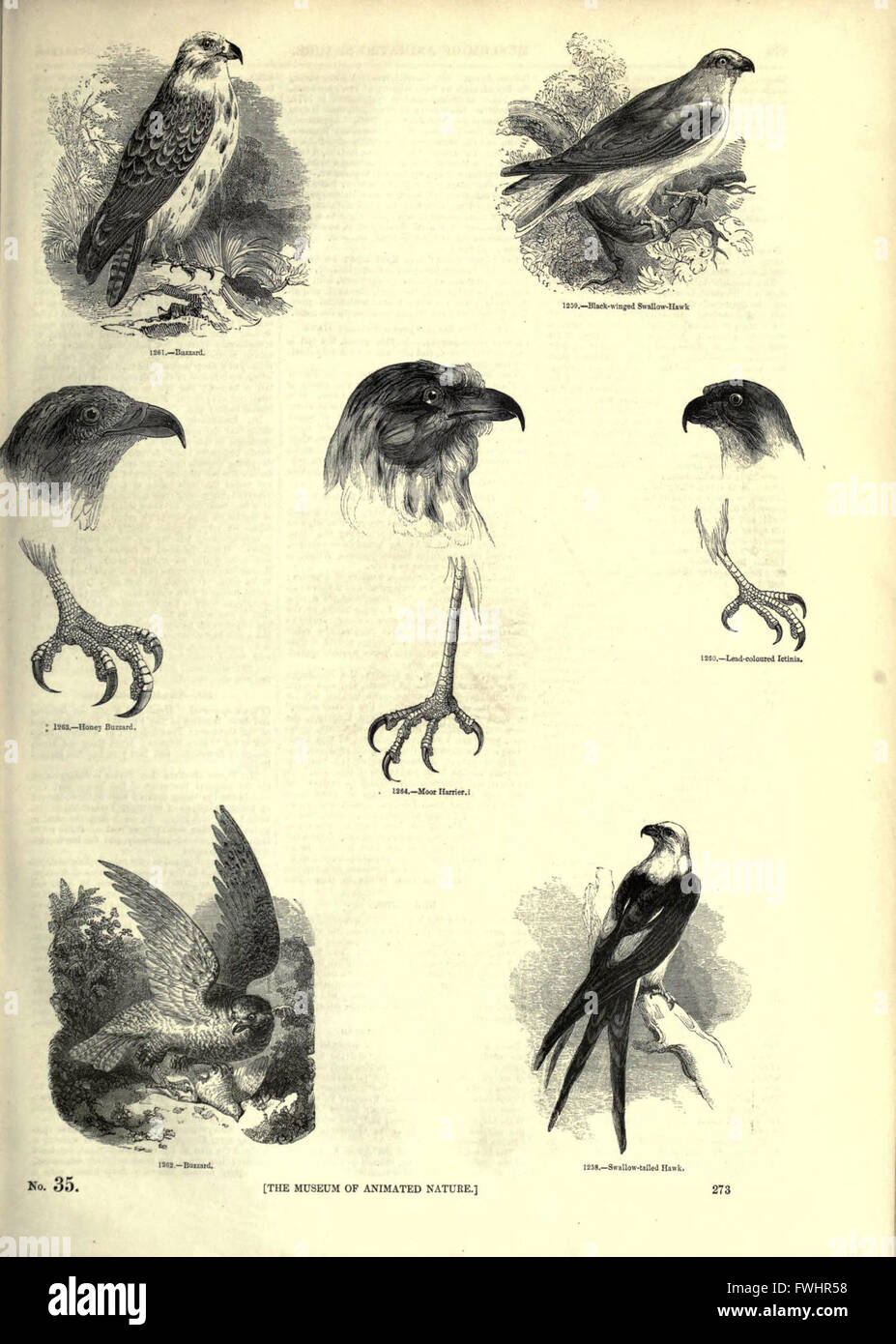 This illustrated volume, part of 'The Pictorial Museum of Animated ...