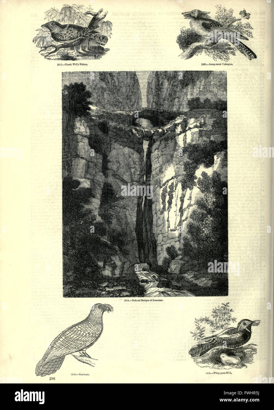 Page 288 of 'The Pictorial Museum of Animated Nature' features detailed ...