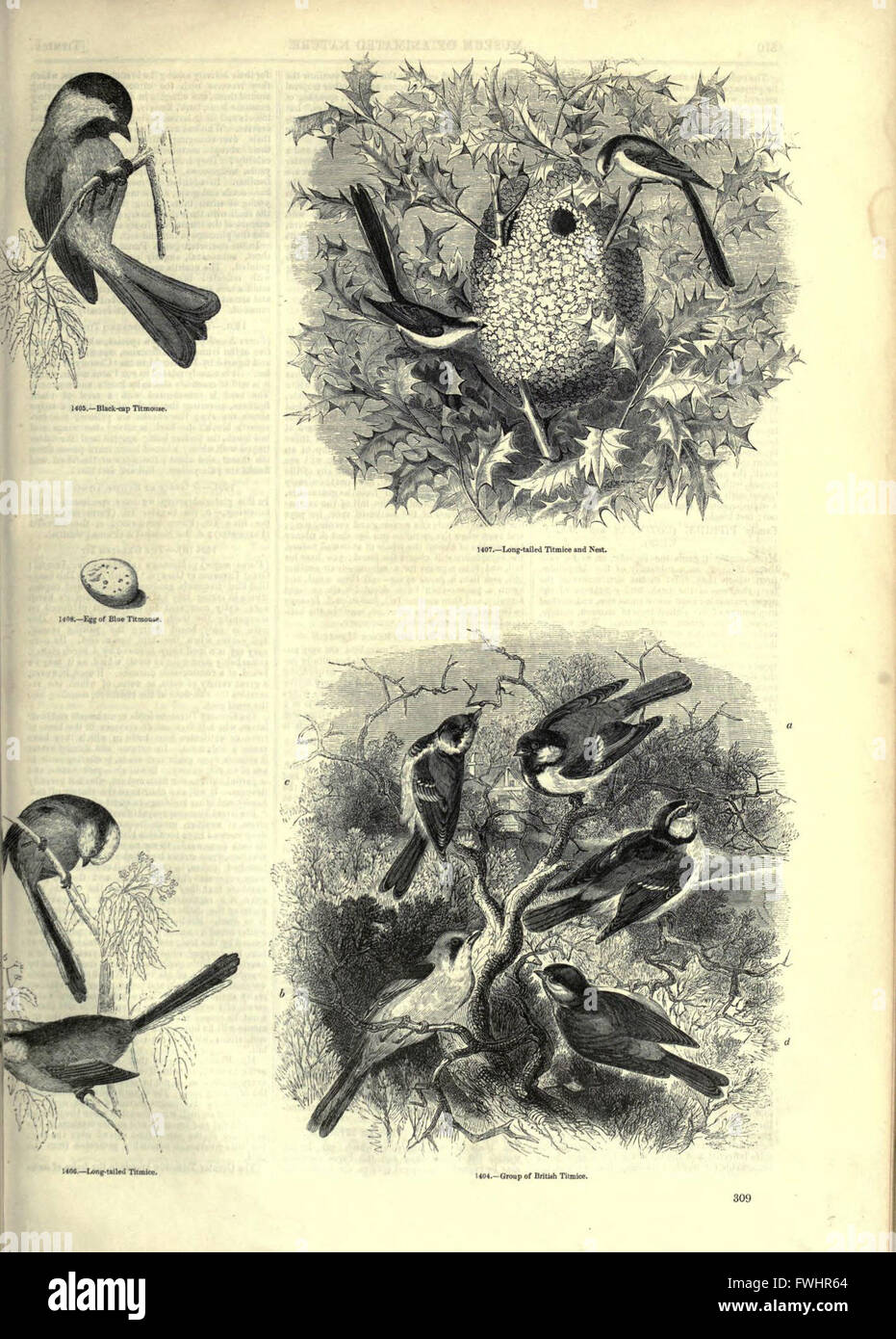 The 'Pictorial Museum of Animated Nature' offers a visual exploration ...