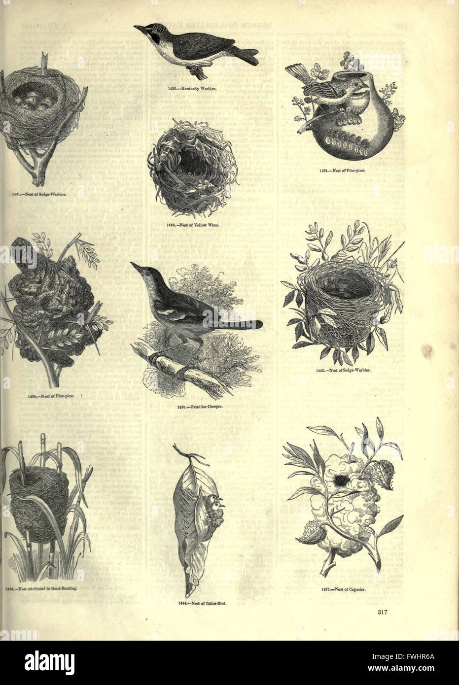 The 'Pictorial Museum of Animated Nature' offers illustrations and ...