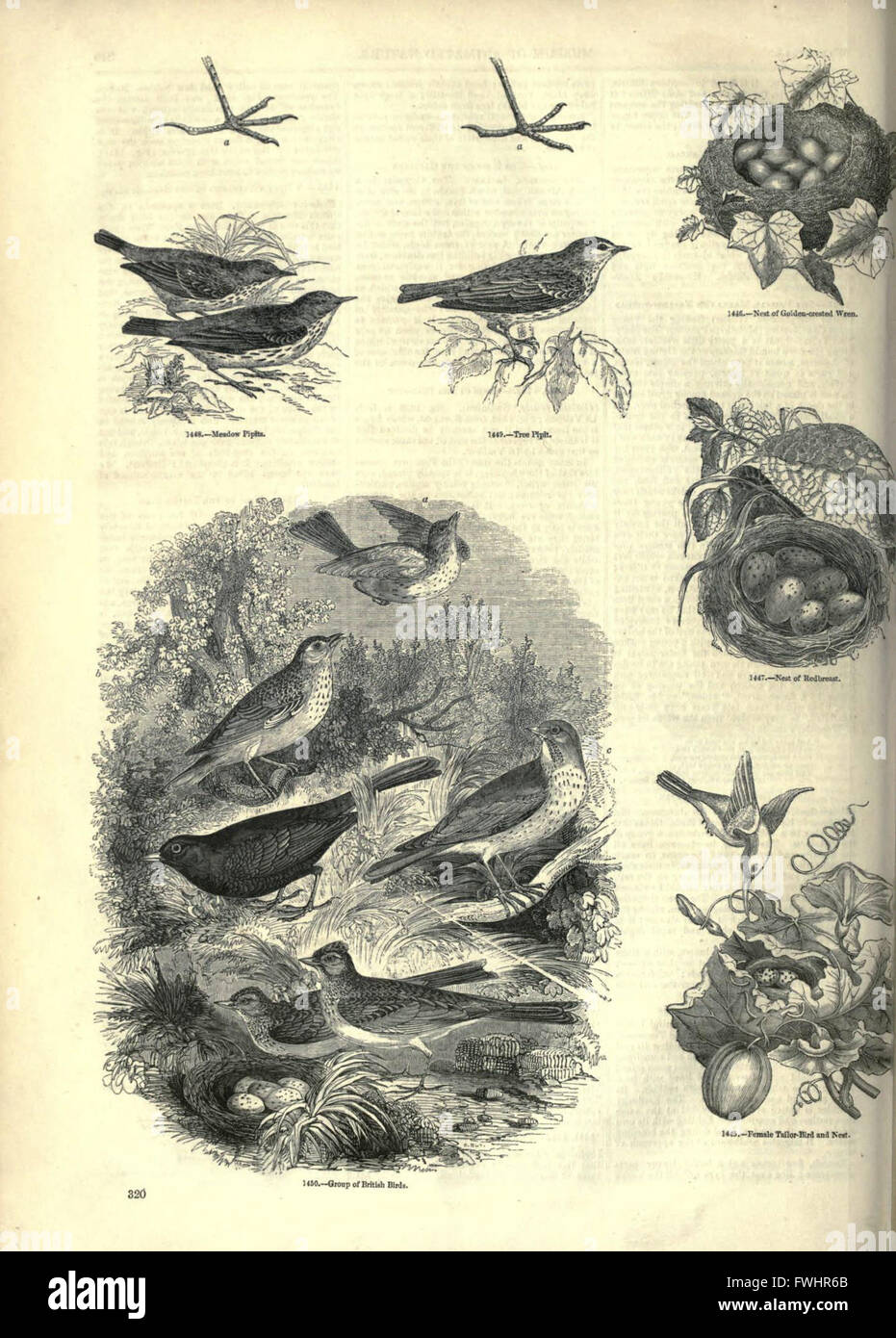 A detailed visual representation of animated nature, showcasing various ...