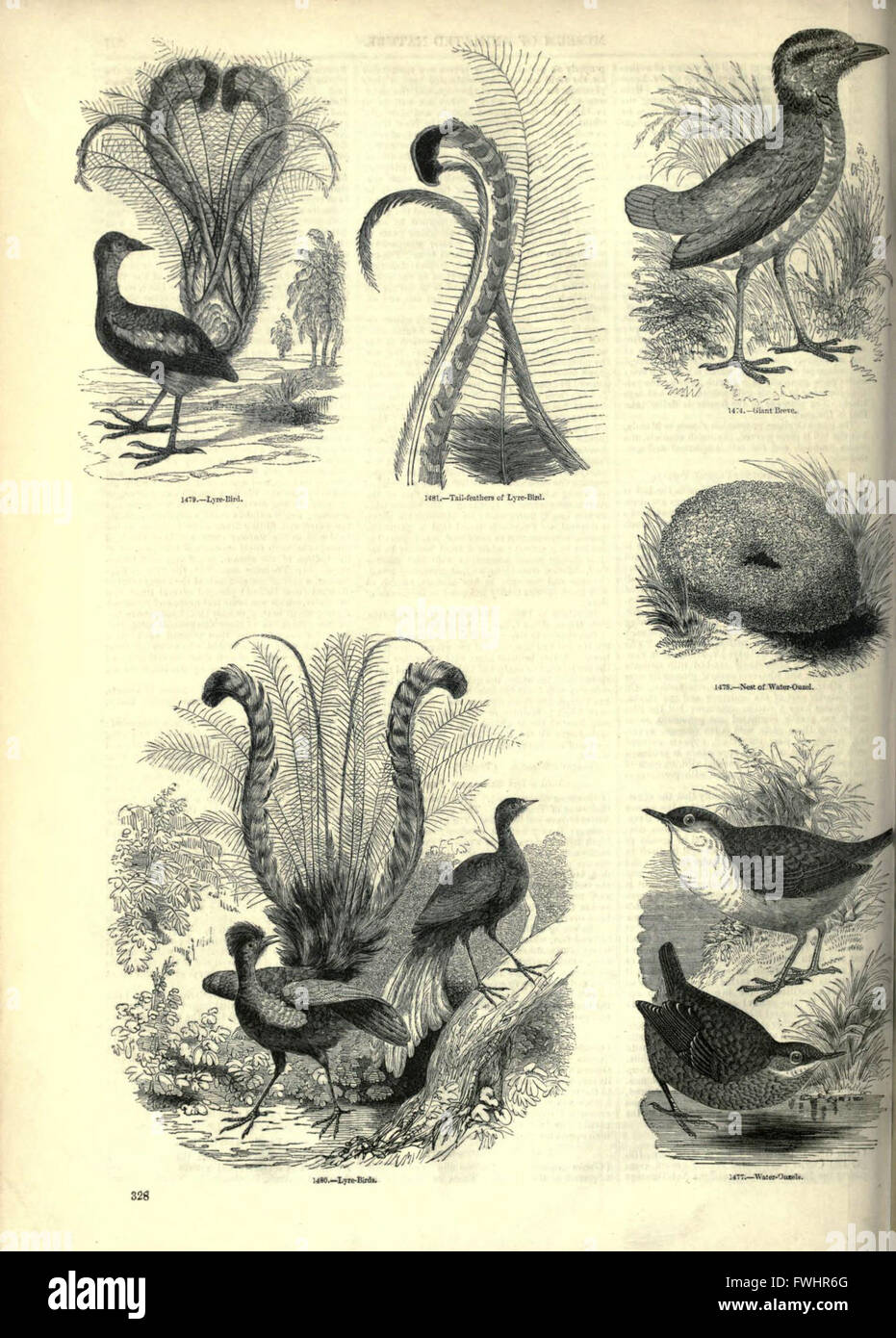 A visual collection from the Pictorial Museum of Animated Nature ...
