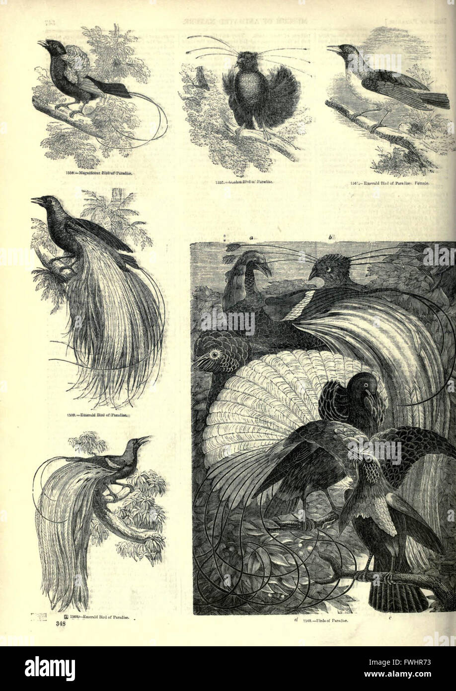This illustrated work, *The Pictorial Museum of Animated Nature ...