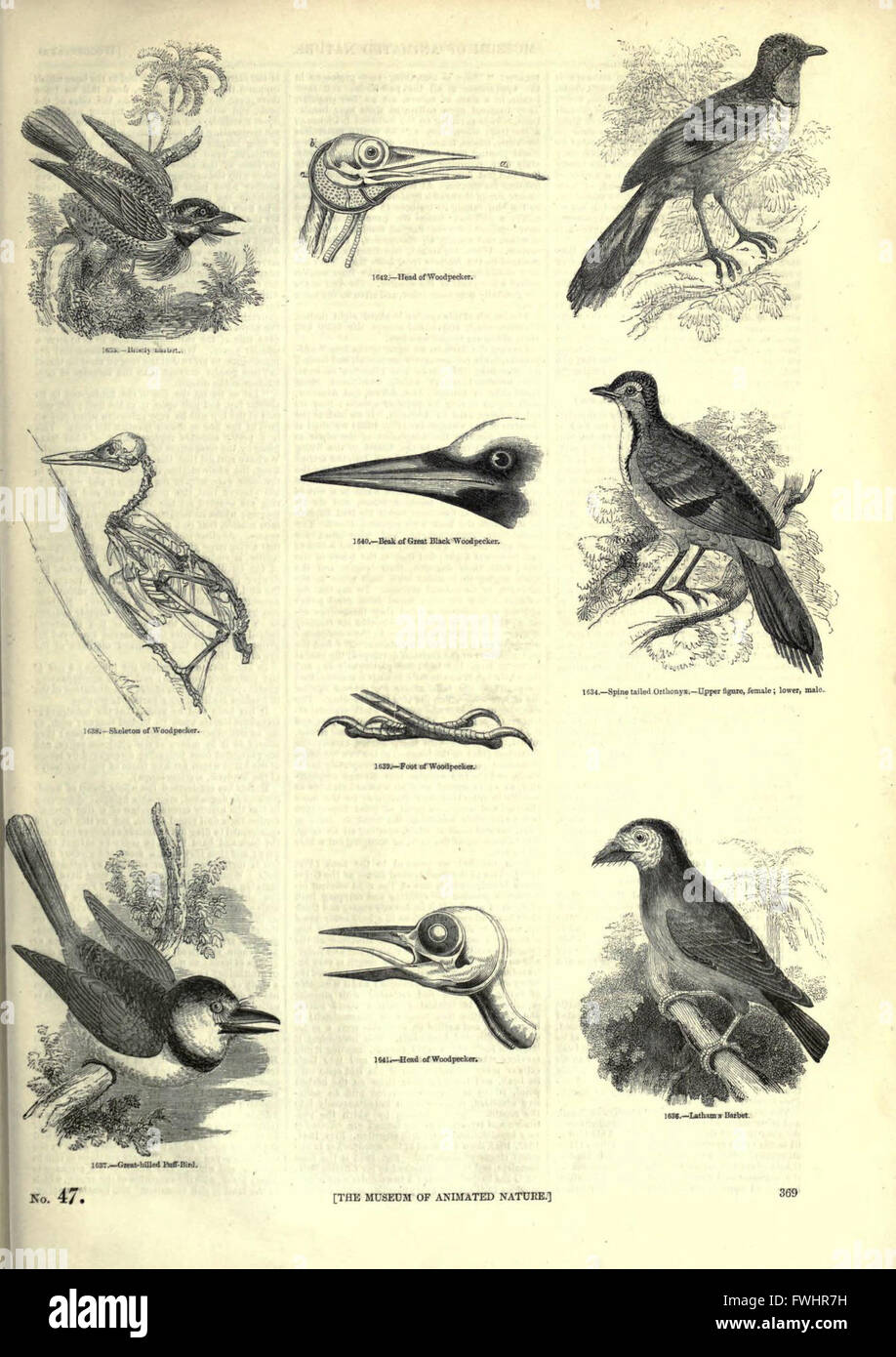 Scientific depictions of various life forms hi-res stock photography ...