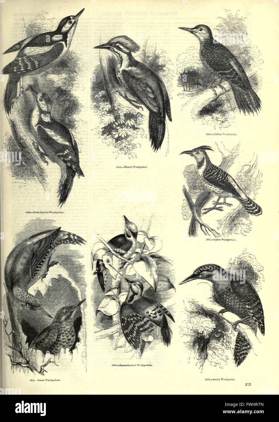*The Pictorial Museum of Animated Nature* presents a visual collection ...