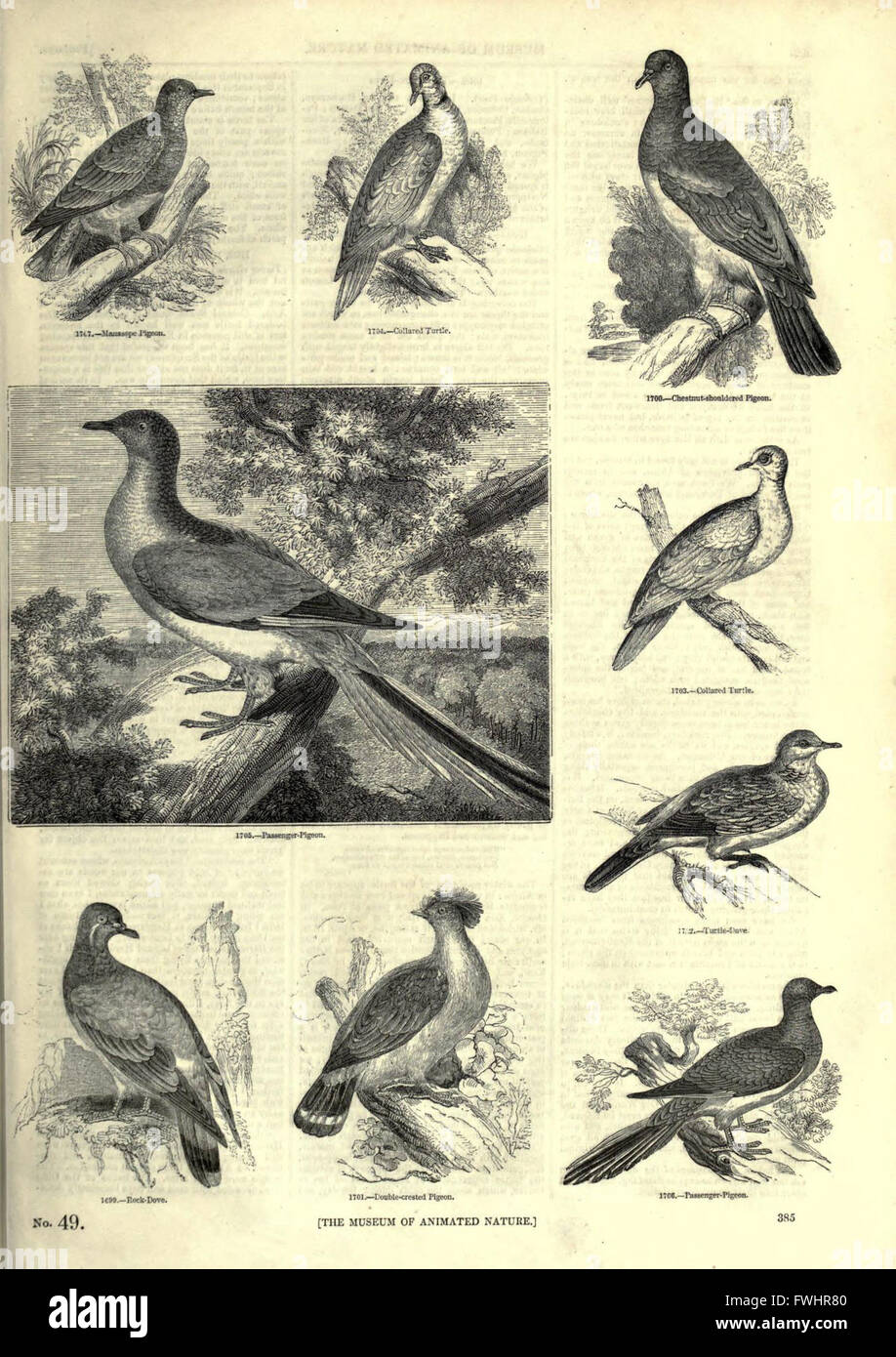 An illustrated guide to the world of animals, featuring detailed visual ...