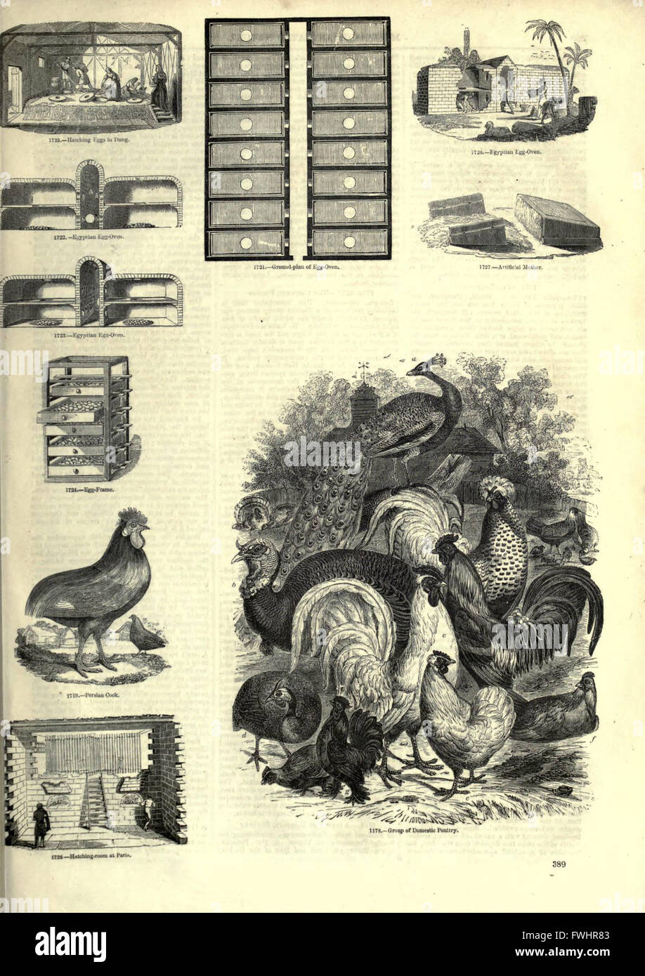 *The Pictorial Museum of Animated Nature* provides visual depictions of ...