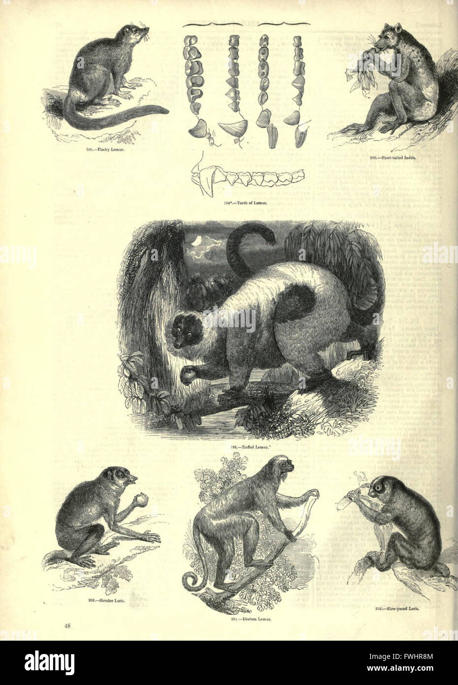 An illustrated work depicting various species of animals and their ...