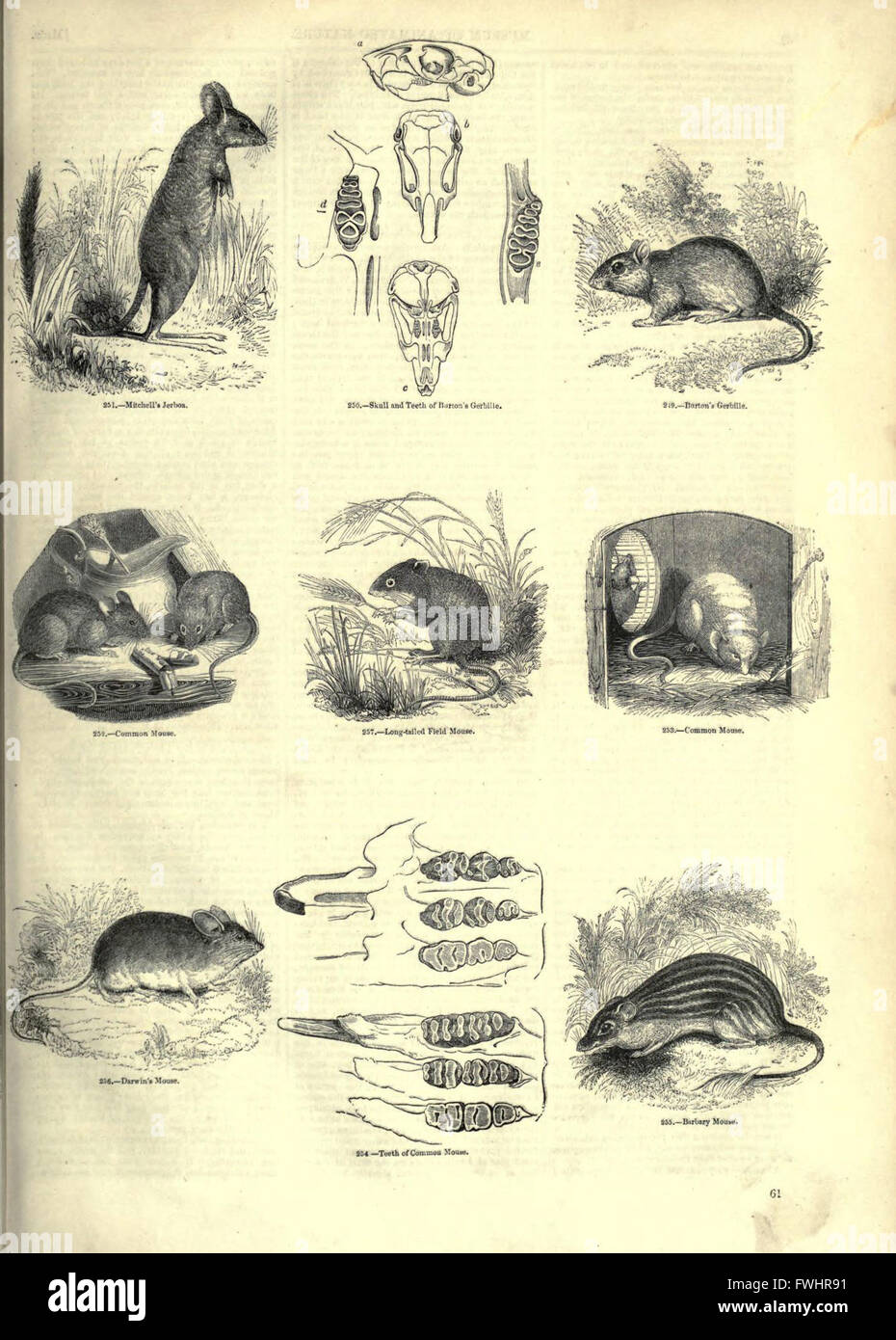 A page from *The Pictorial Museum of Animated Nature*, illustrating ...