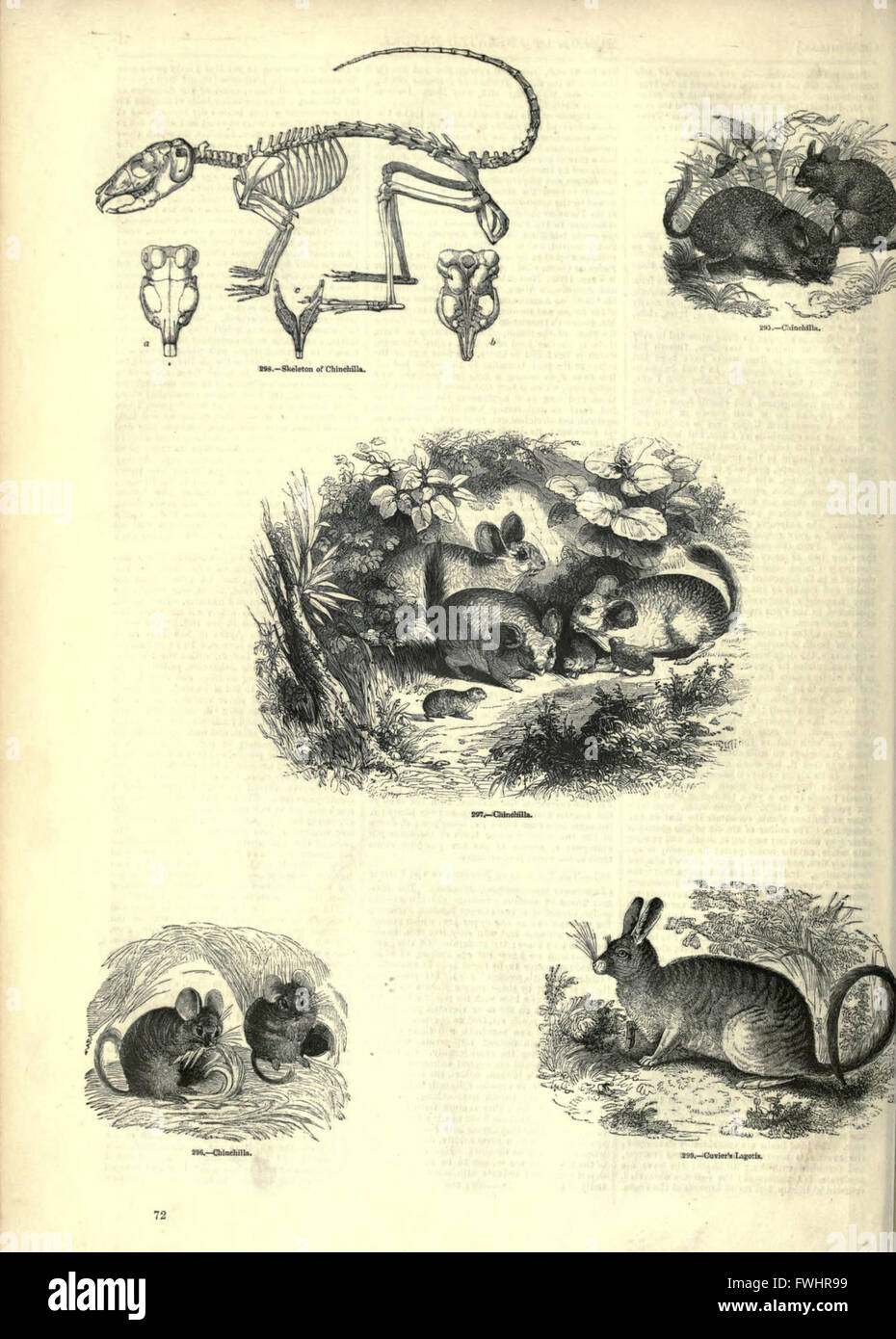 A detailed work featuring visual depictions and descriptions of various ...