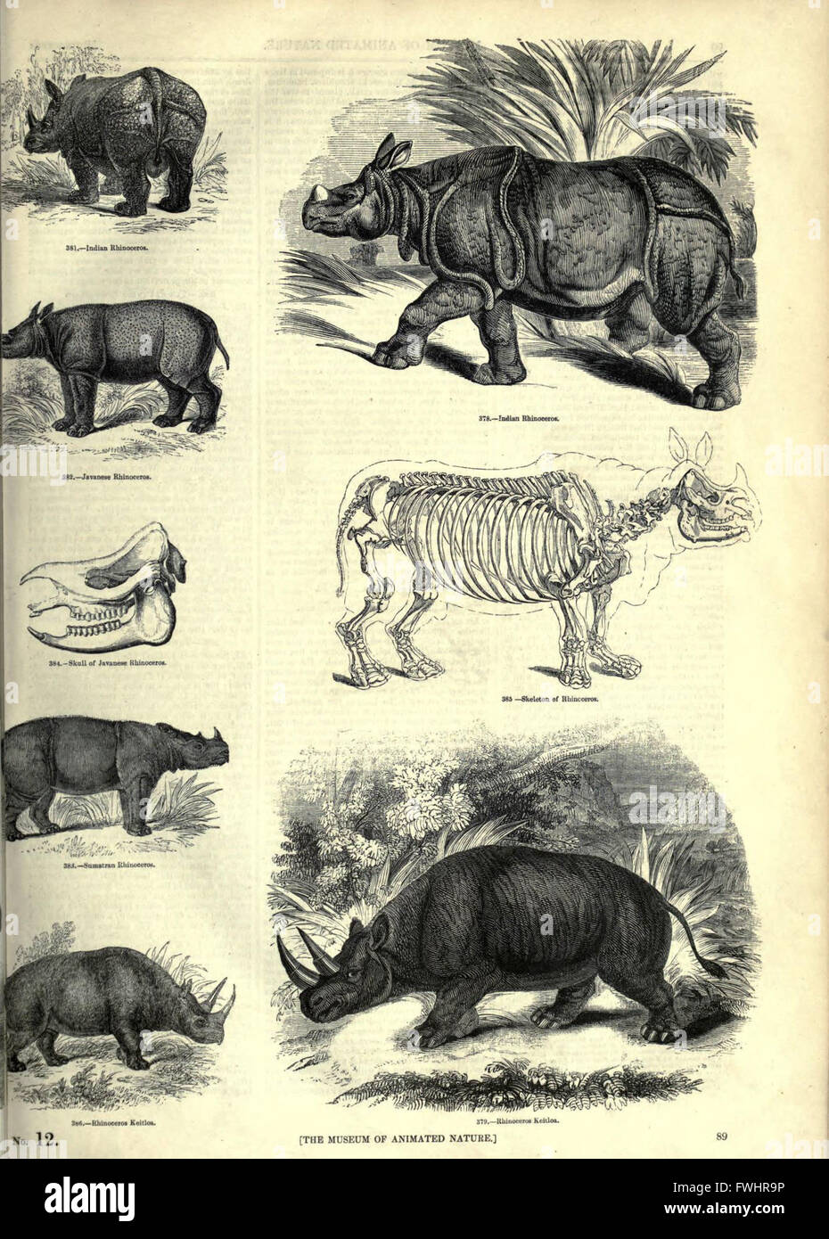 *The Pictorial Museum of Animated Nature* features illustrations and ...