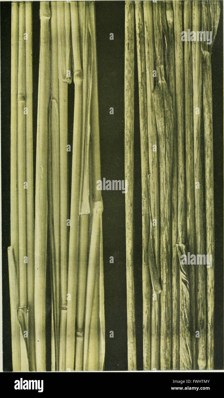 This 1906 study examines the rust fungi of Australia, detailing their ...