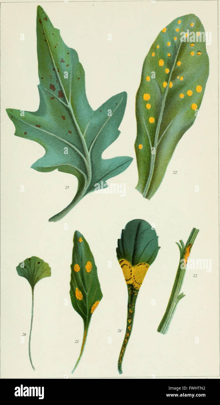 This 1906 work focuses on the study of rust fungi in Australia, examining their structural ...