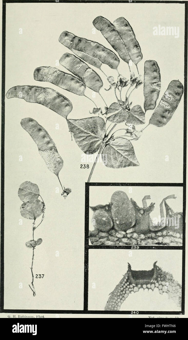 'The Rusts of Australia' (1906) examines the structure, biology, and ...