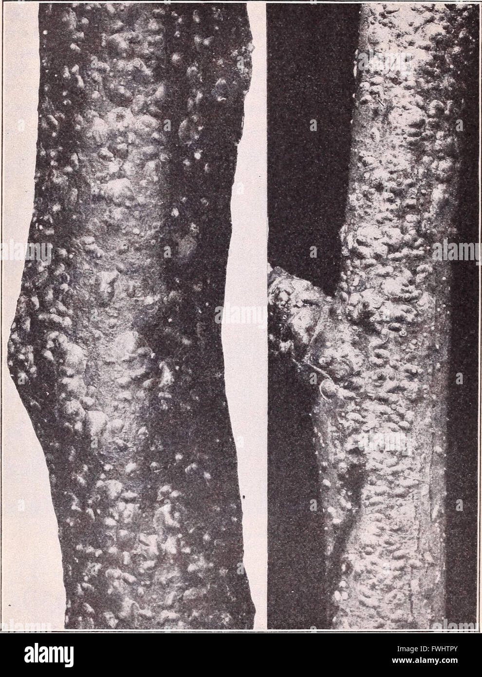 The San Jose scale and its control (1910 Stock Photo - Alamy