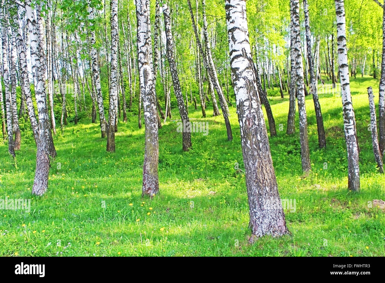 Spring landscape birchwood hi-res stock photography and images - Alamy