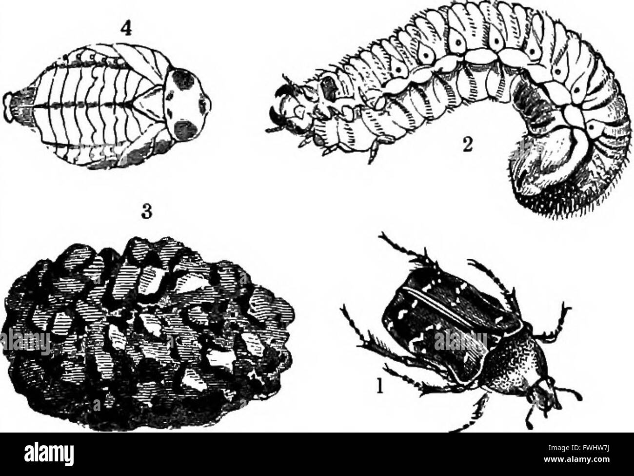 Standard calligraphy Cut Out Stock Images & Pictures - Alamy