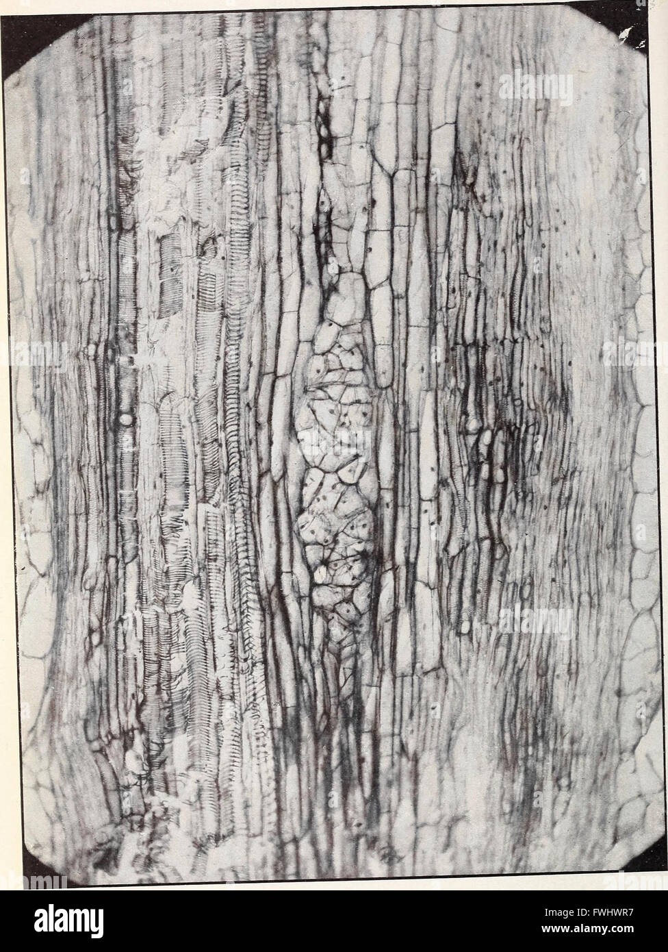 This work explores the structure and development of crown gall, a plant ...