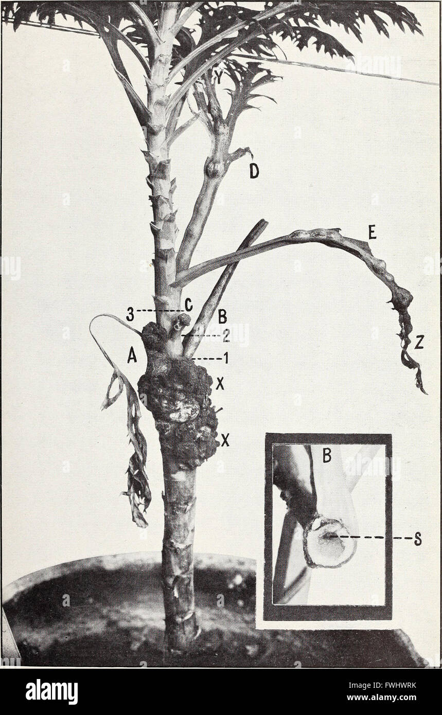 This book explores the biological processes behind crown gall, a plant ...