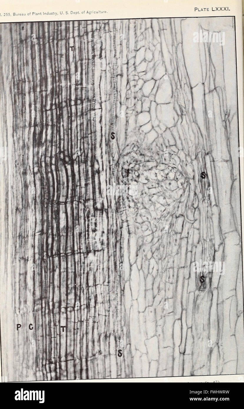 'The Structure and Development of Crown Gall' (1912) examines the plant ...