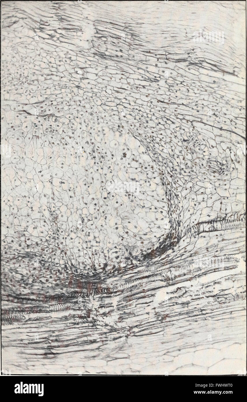 *The Structure and Development of Crown Gall* (1912) examines the ...