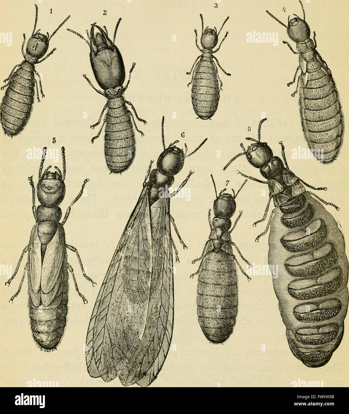 The transformations (or metamorphoses) of insects (Insecta, Myriapoda ...