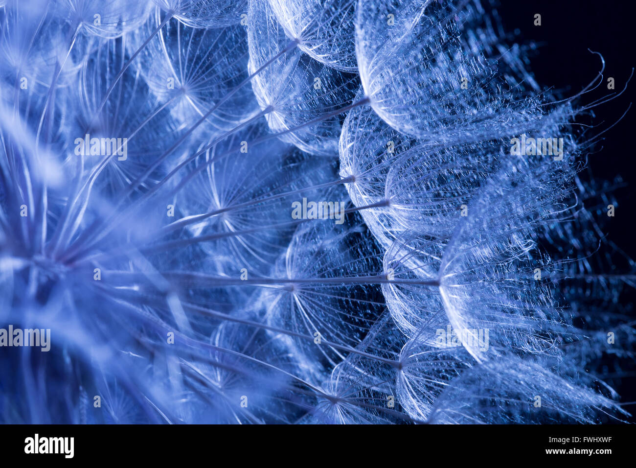blue dandelion on the black background Stock Photo - Alamy