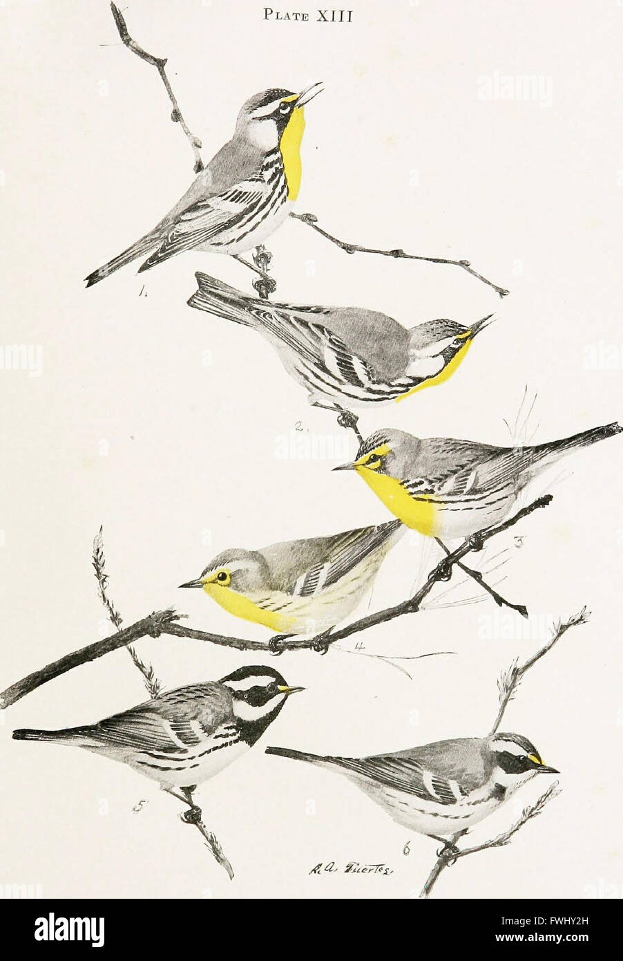 This 1907 work provides a detailed study of North American warblers ...