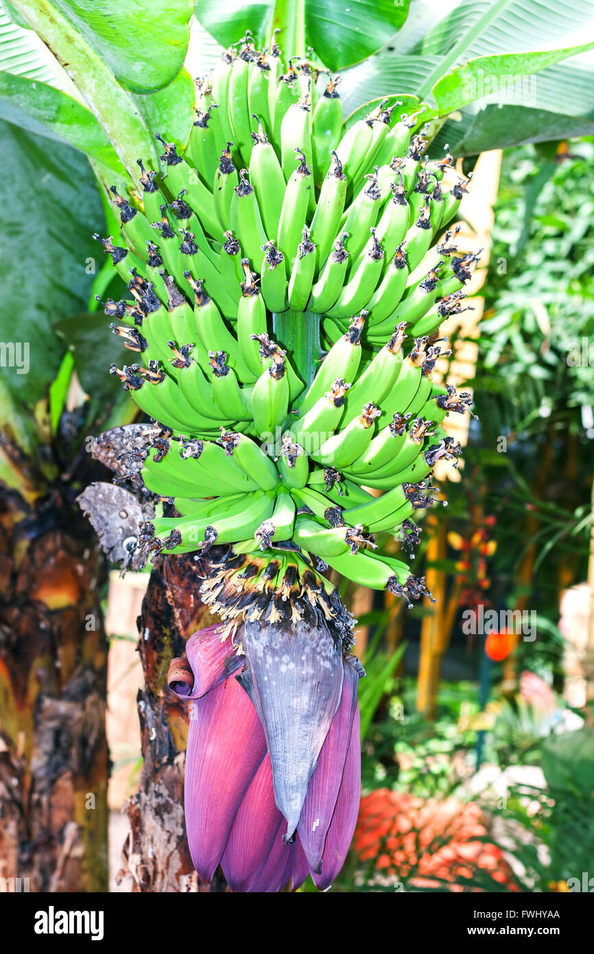 Banana Tree In The Amazonian Jungle, National Park Yasuni Stock Photo ...