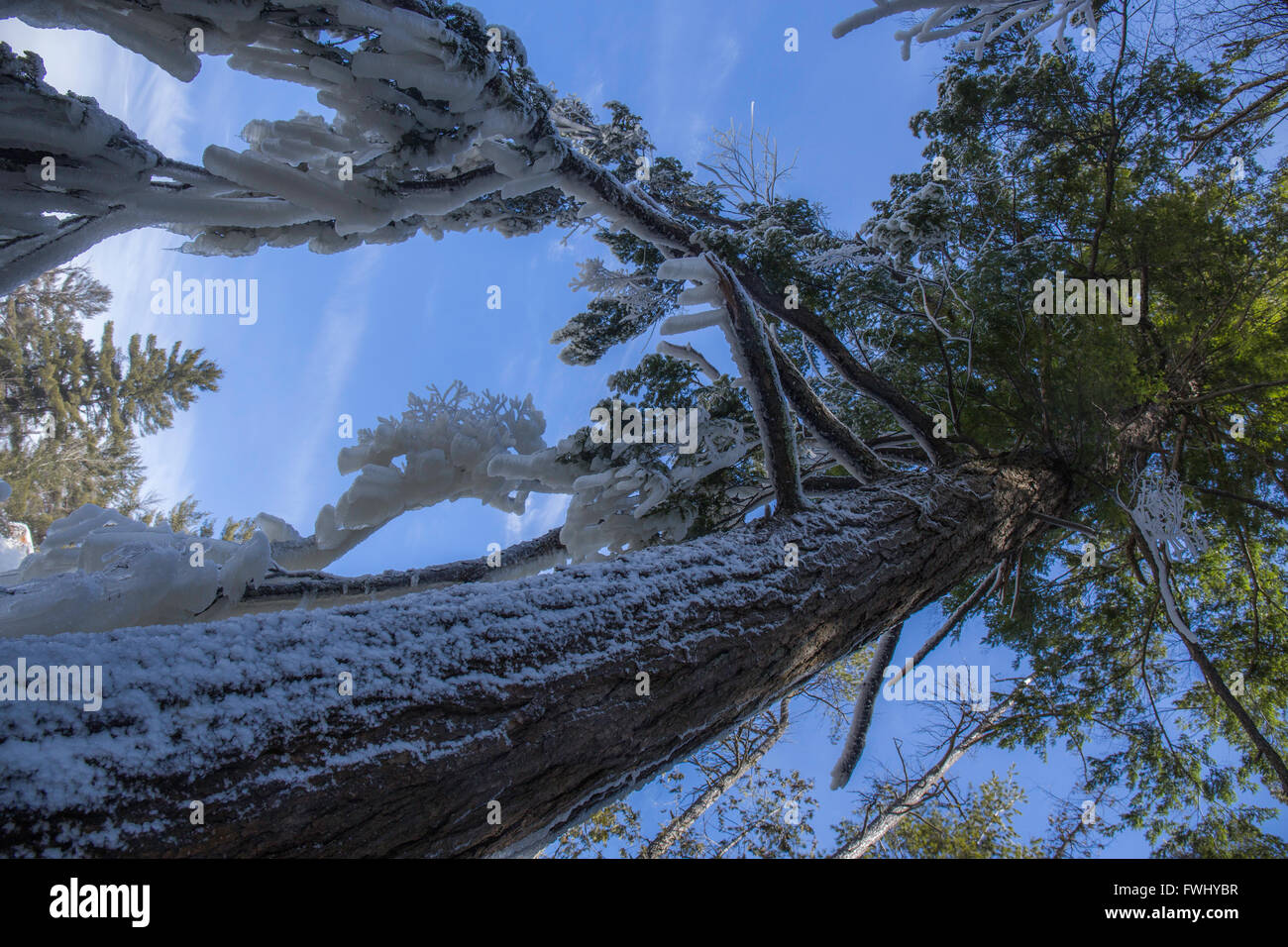 Look up tree hi-res stock photography and images - Alamy