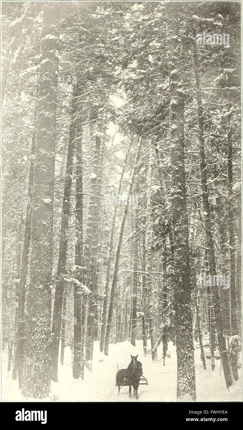 'The White Pine (Pinus Strobus Linnaeus)' (1899) provides an in-depth ...