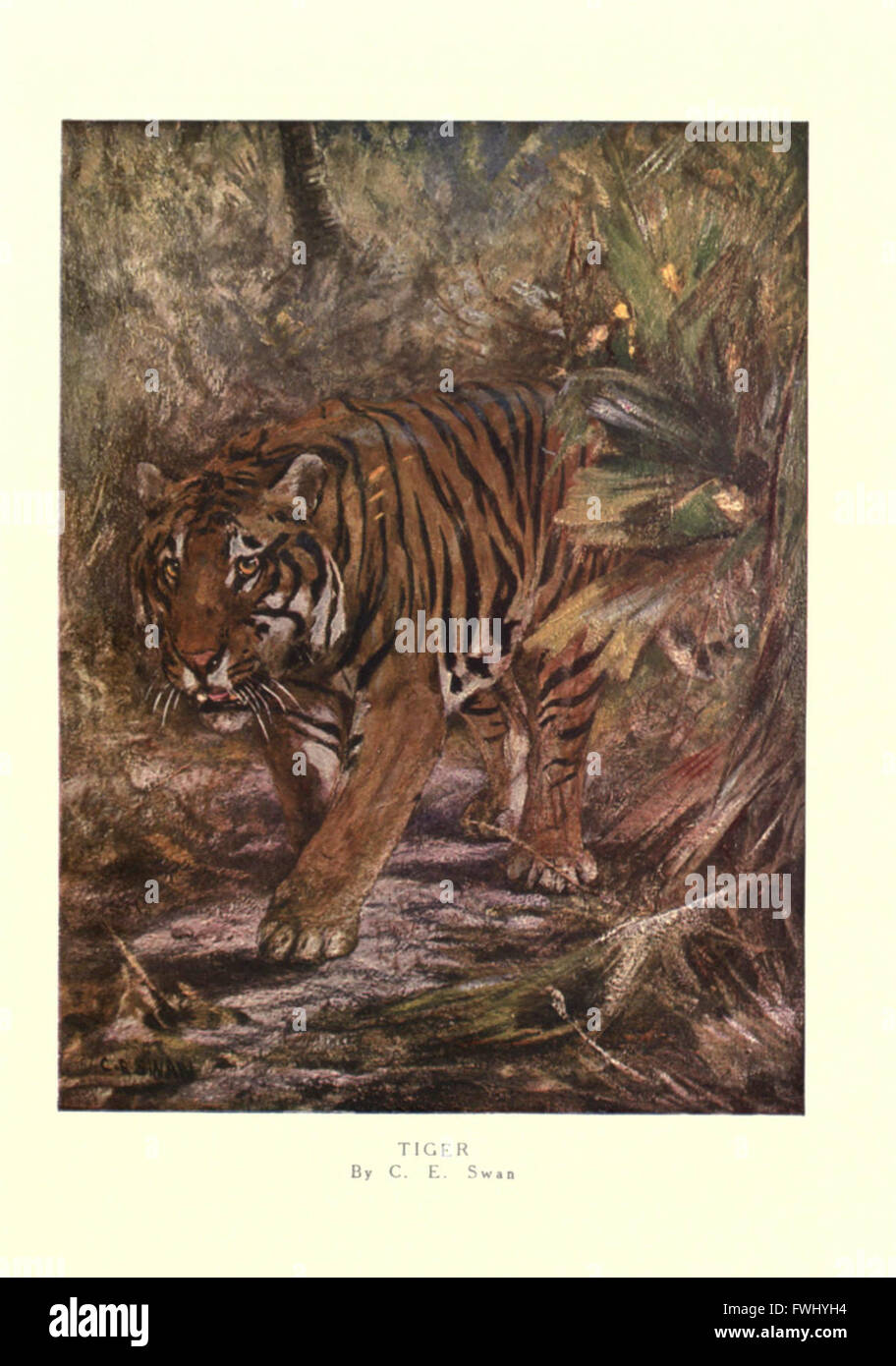 A detailed study and illustration from a series on wild animals ...
