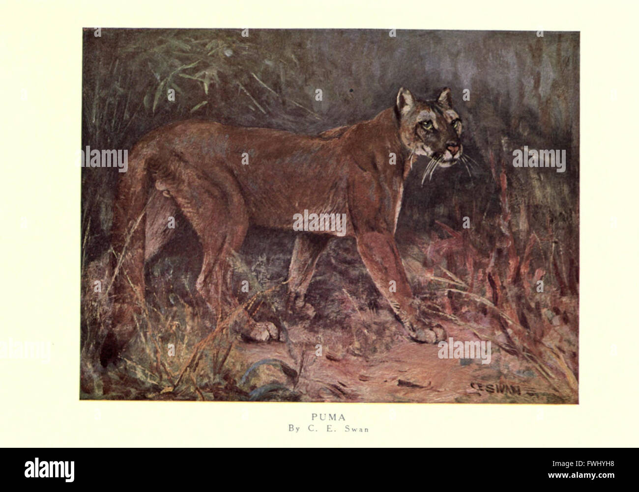 An illustration of wild beasts from around the world, showcasing their ...