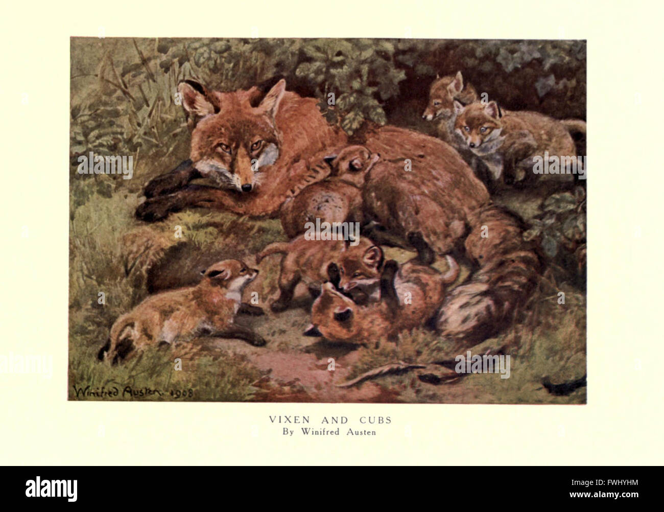This plate from 'The Wild Beasts of the World' offers a detailed ...