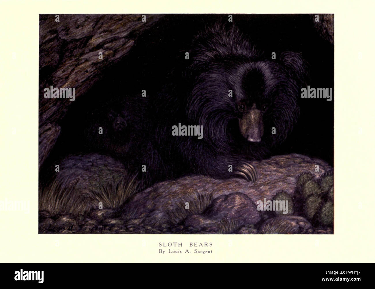 This illustration plate provides detailed depictions of various wild ...