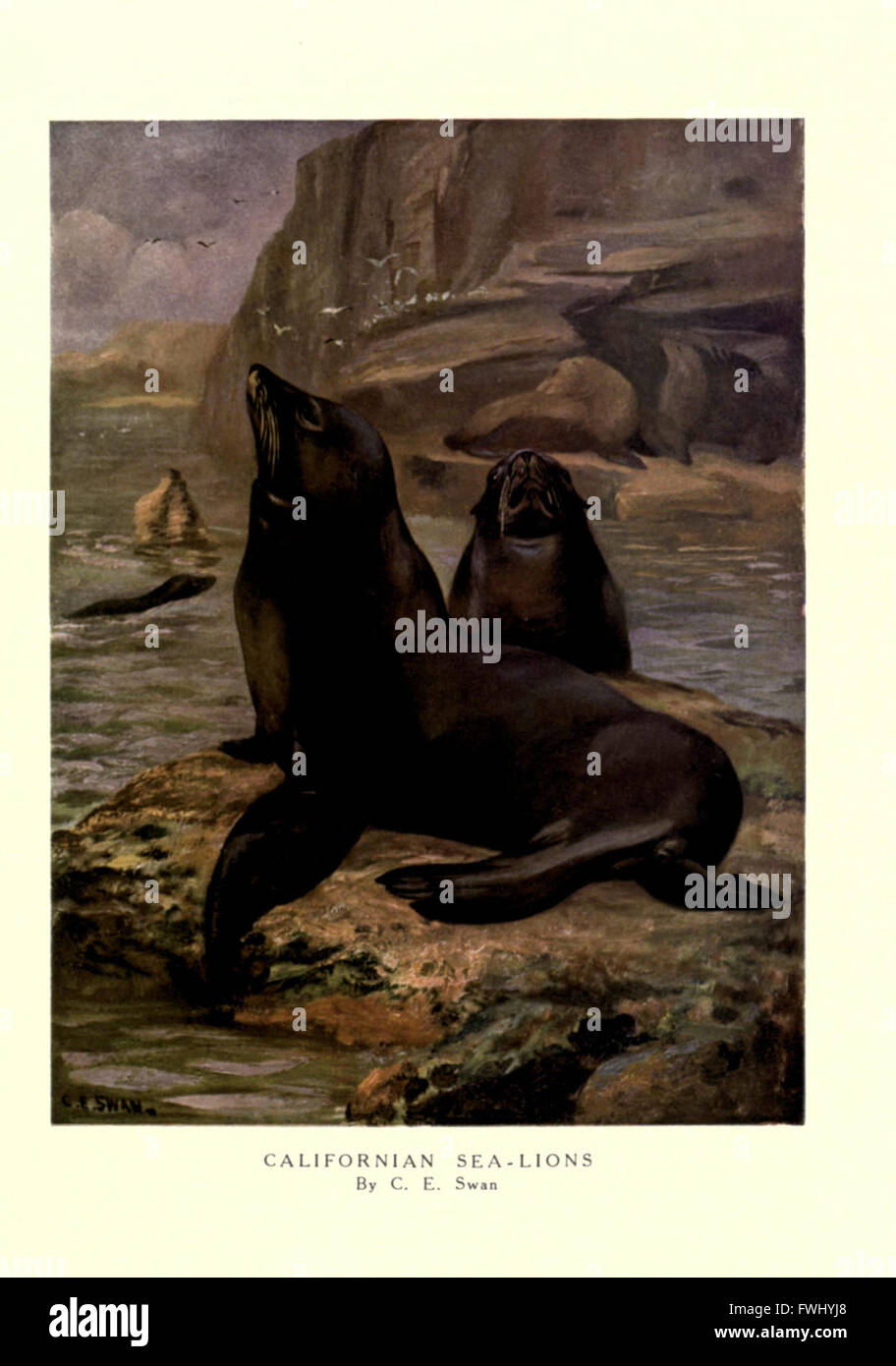 An illustration from 'The Wild Beasts of the World,' depicting various ...