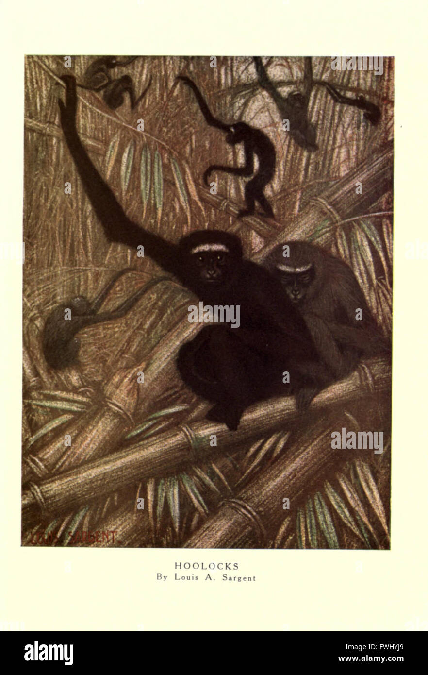 'The Wild Beasts of the World' is a visual study showcasing exotic and ...