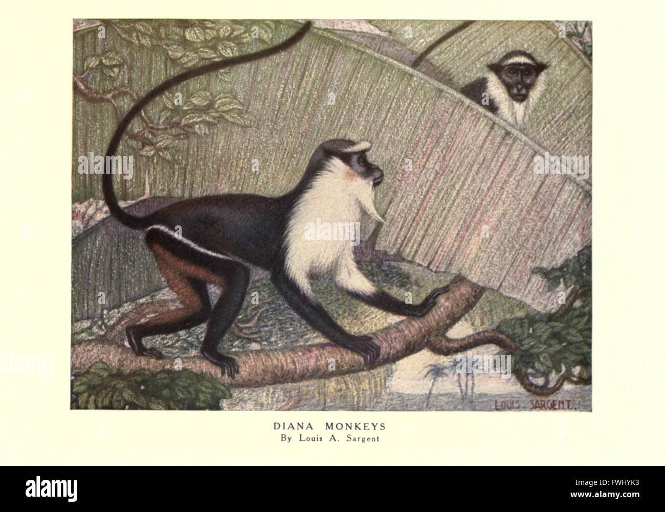 An illustration from *The Wild Beasts of the World* depicting various ...
