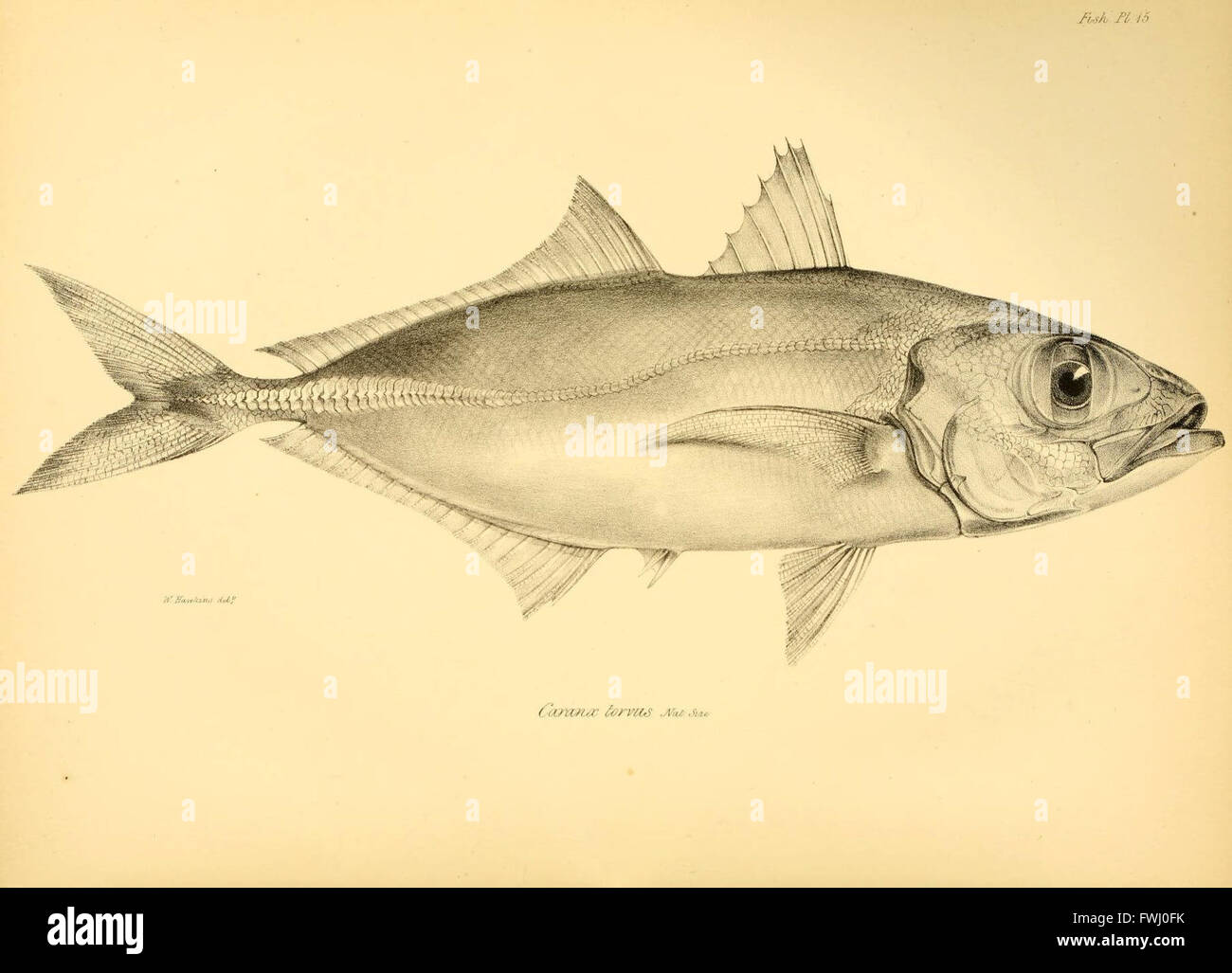 The zoology of the voyage of H.M.S. Beagle (Fish. Pl. 15 Stock Photo ...