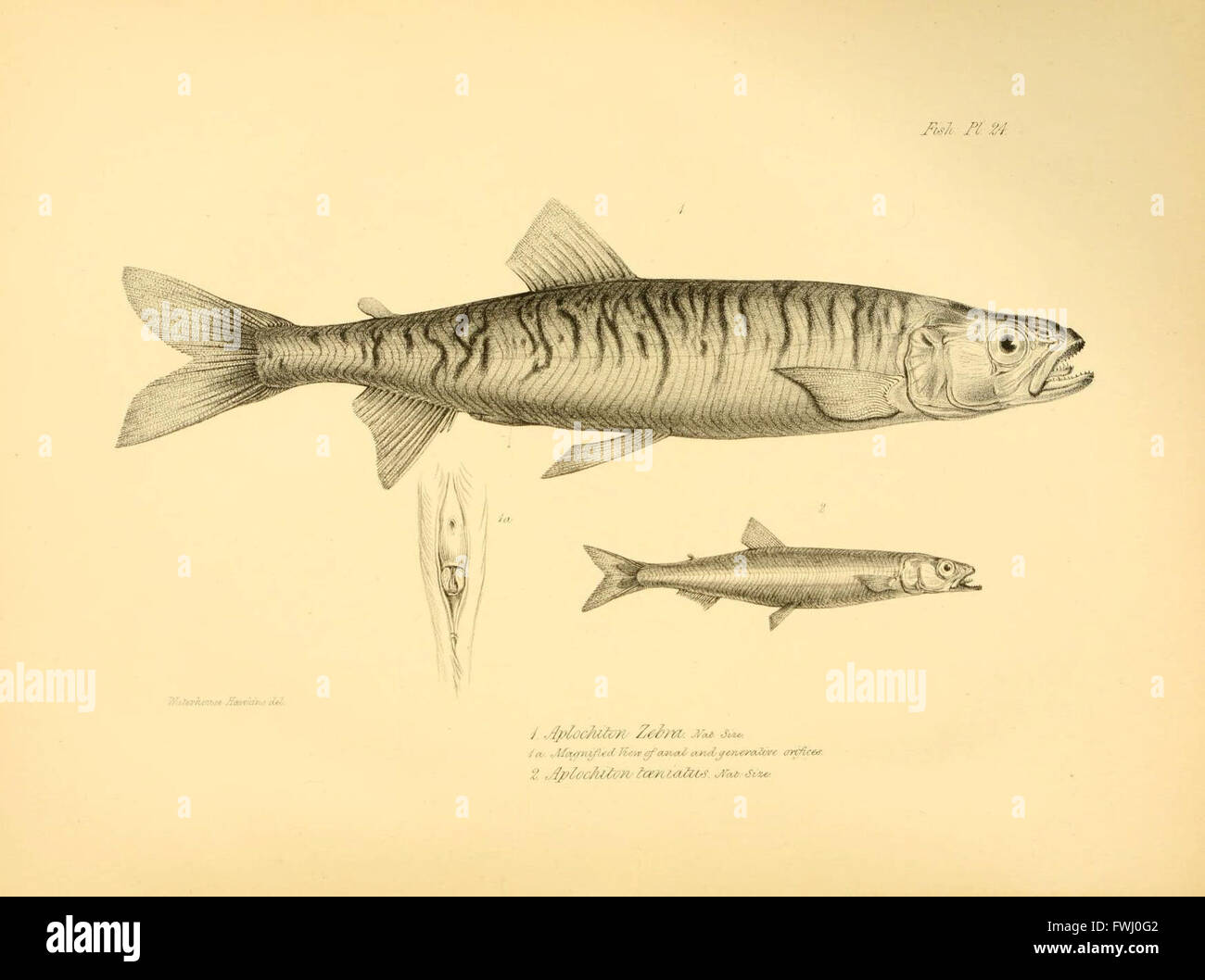 A zoological study documenting the fish species observed during the H.M ...