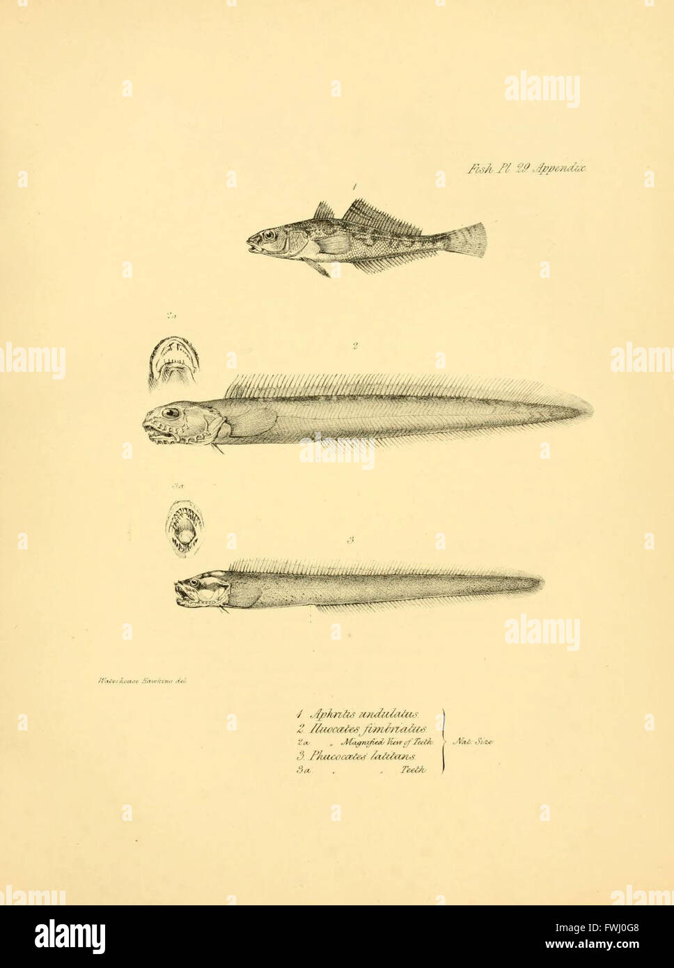 A detailed study of fish species observed during the voyage of the H.M ...