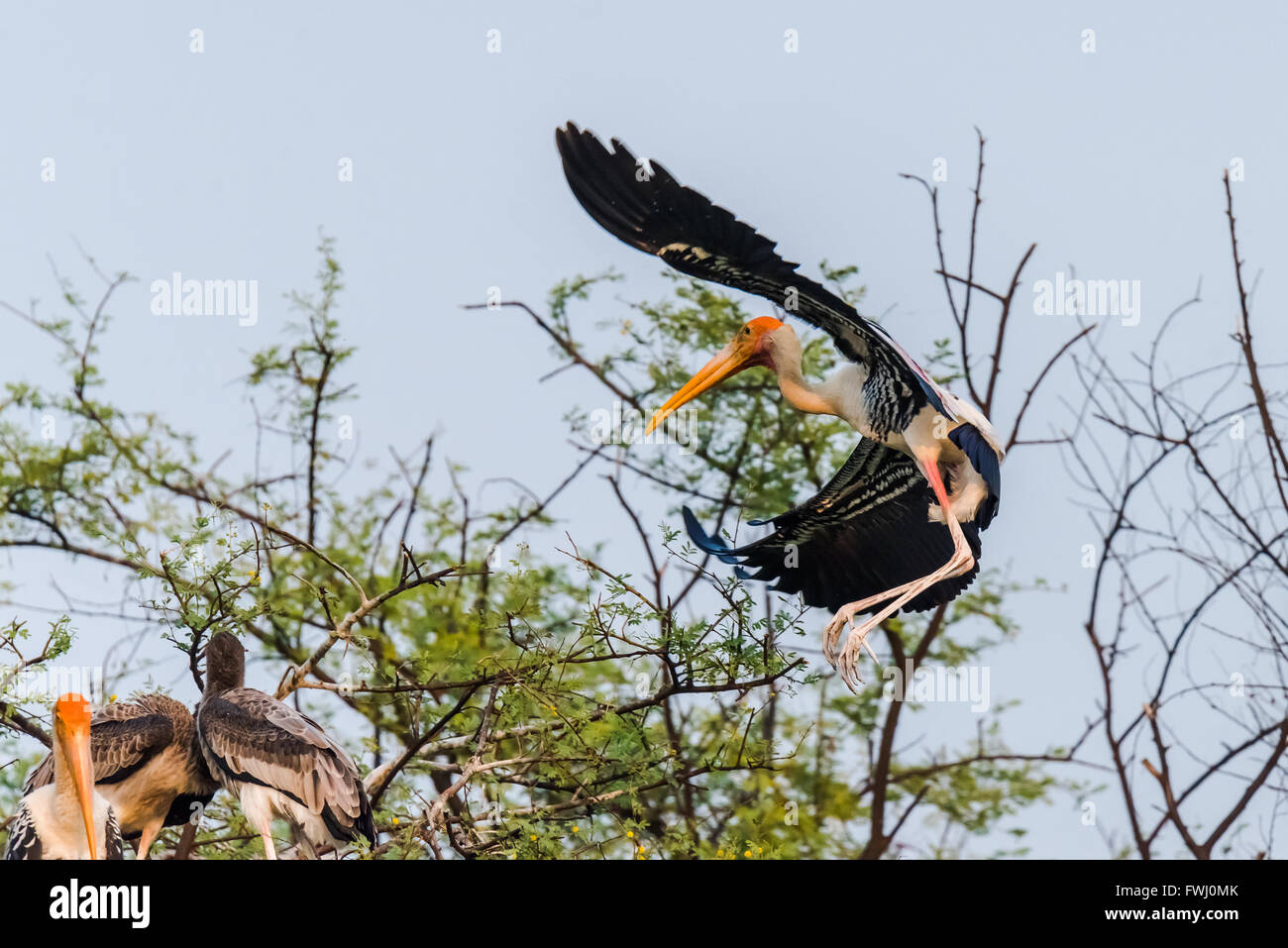 The painted stork is a large wading bird in the stork family. It is ...
