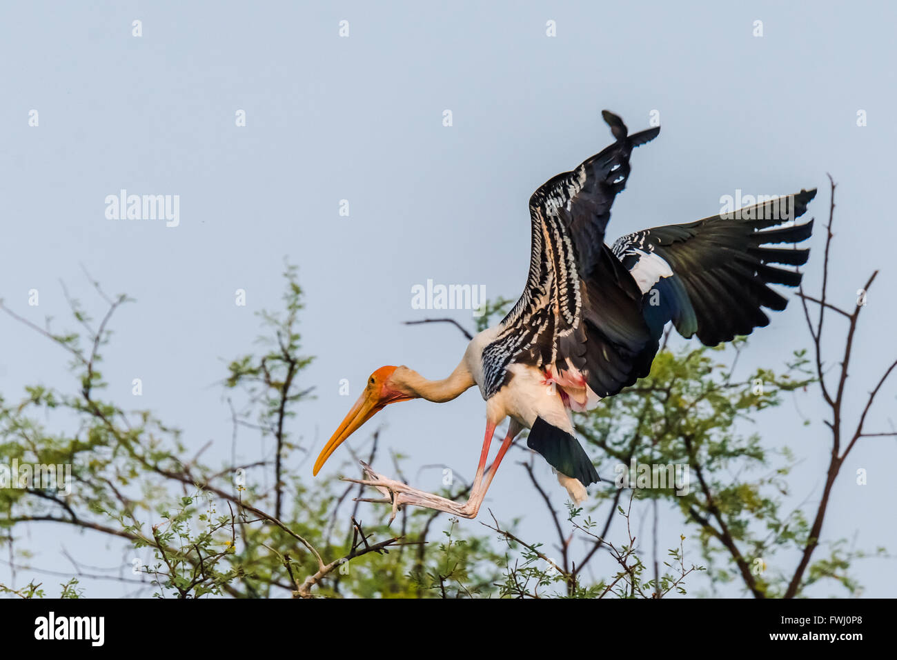 The painted stork is a large wading bird in the stork family. It is ...