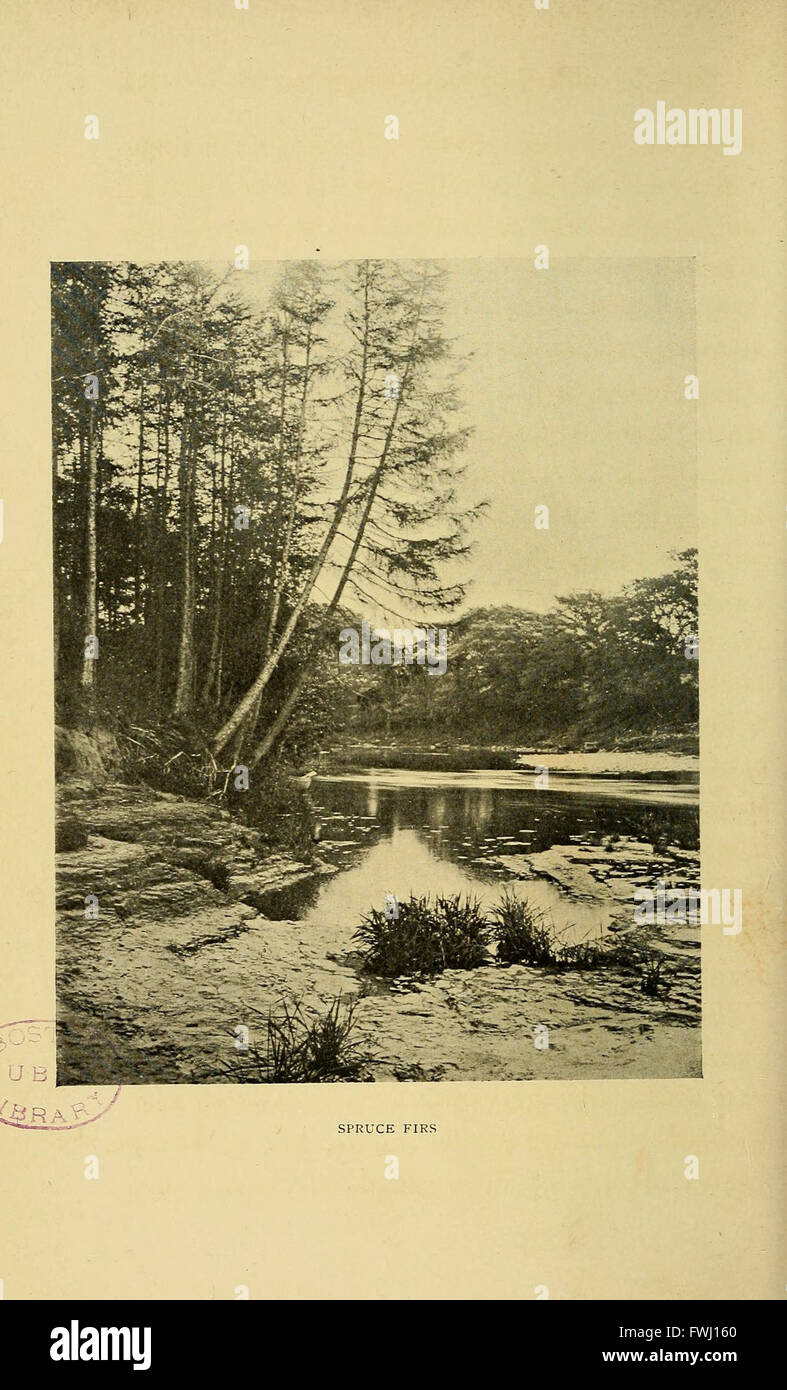 Trees in nature, myth and art (Plate Stock Photo - Alamy