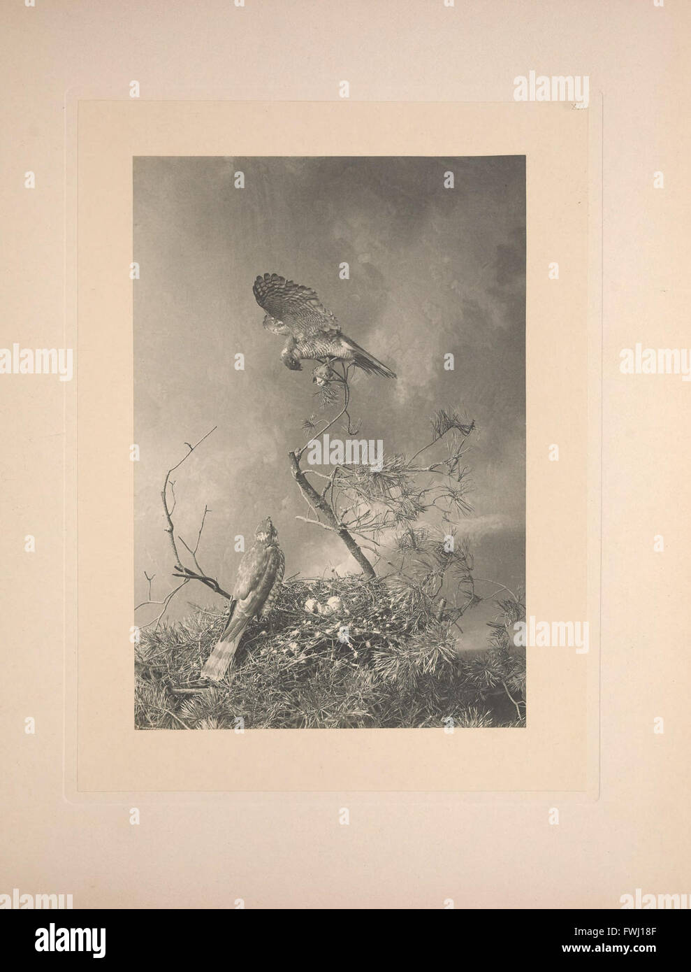 Twenty-five photographs (printed in platinotype) (1895 Stock Photo - Alamy