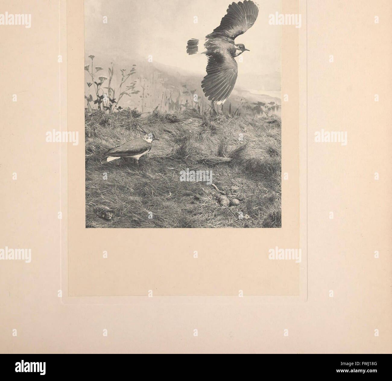 This 1895 publication features twenty-five high-quality photographs ...