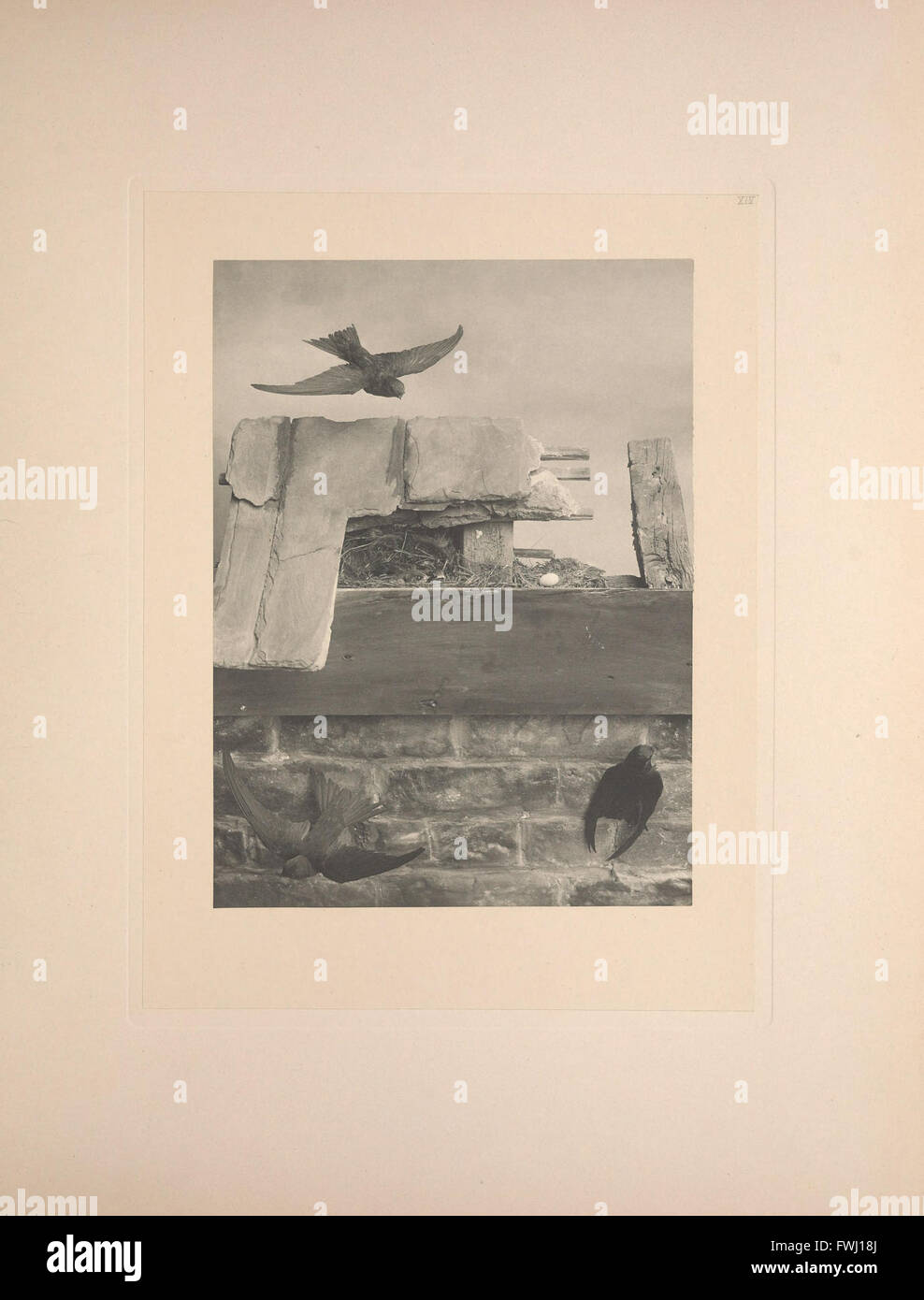 Twenty-five photographs (printed in platinotype) (1895 Stock Photo - Alamy