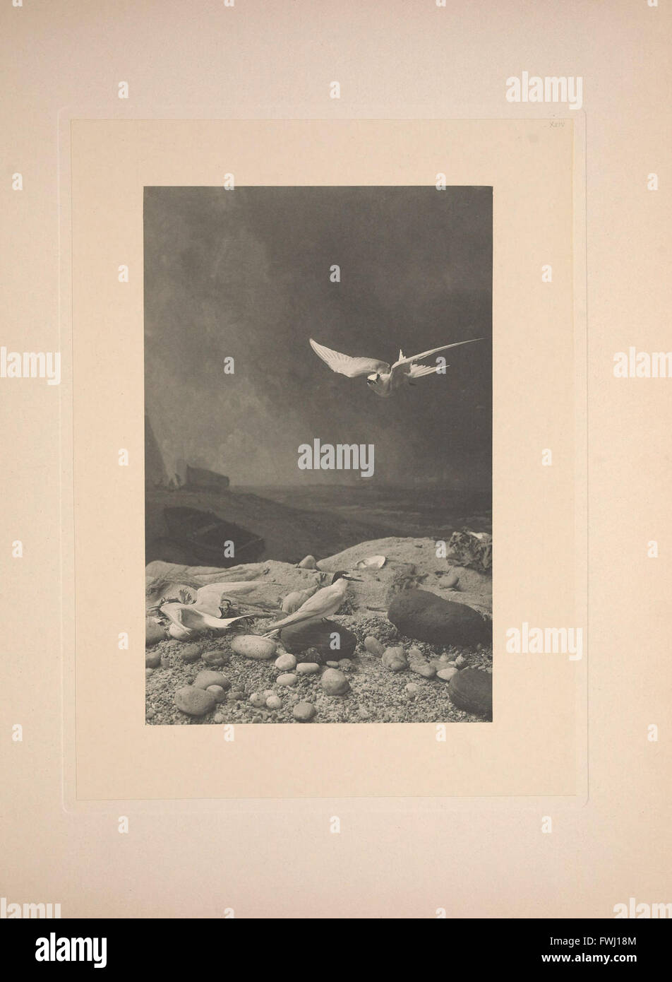 A 1895 collection of twenty-five photographs printed in platinotype ...